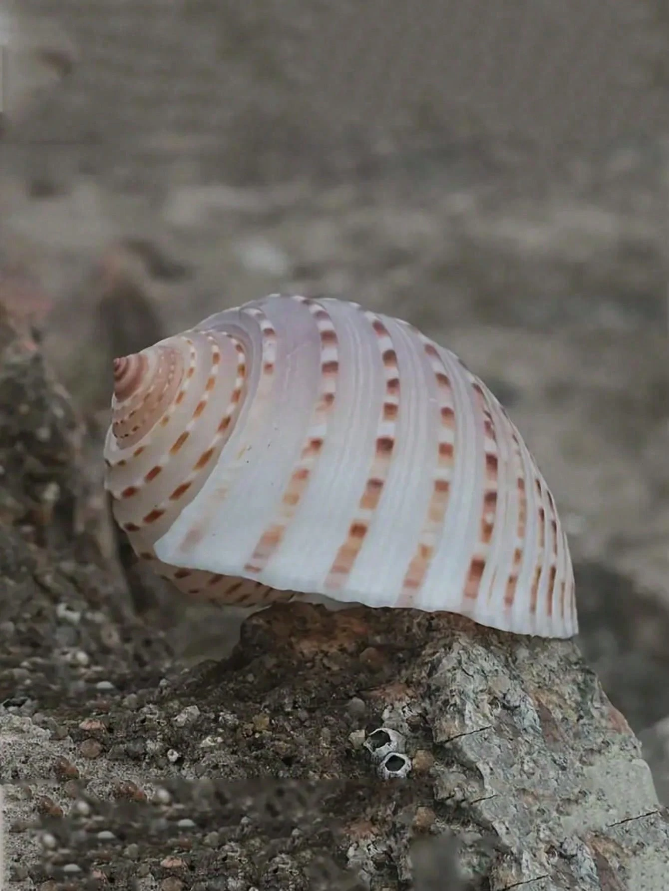 1pc Natural Conch Shell Wall Hanging Decoration Shell Floor Decoration ...