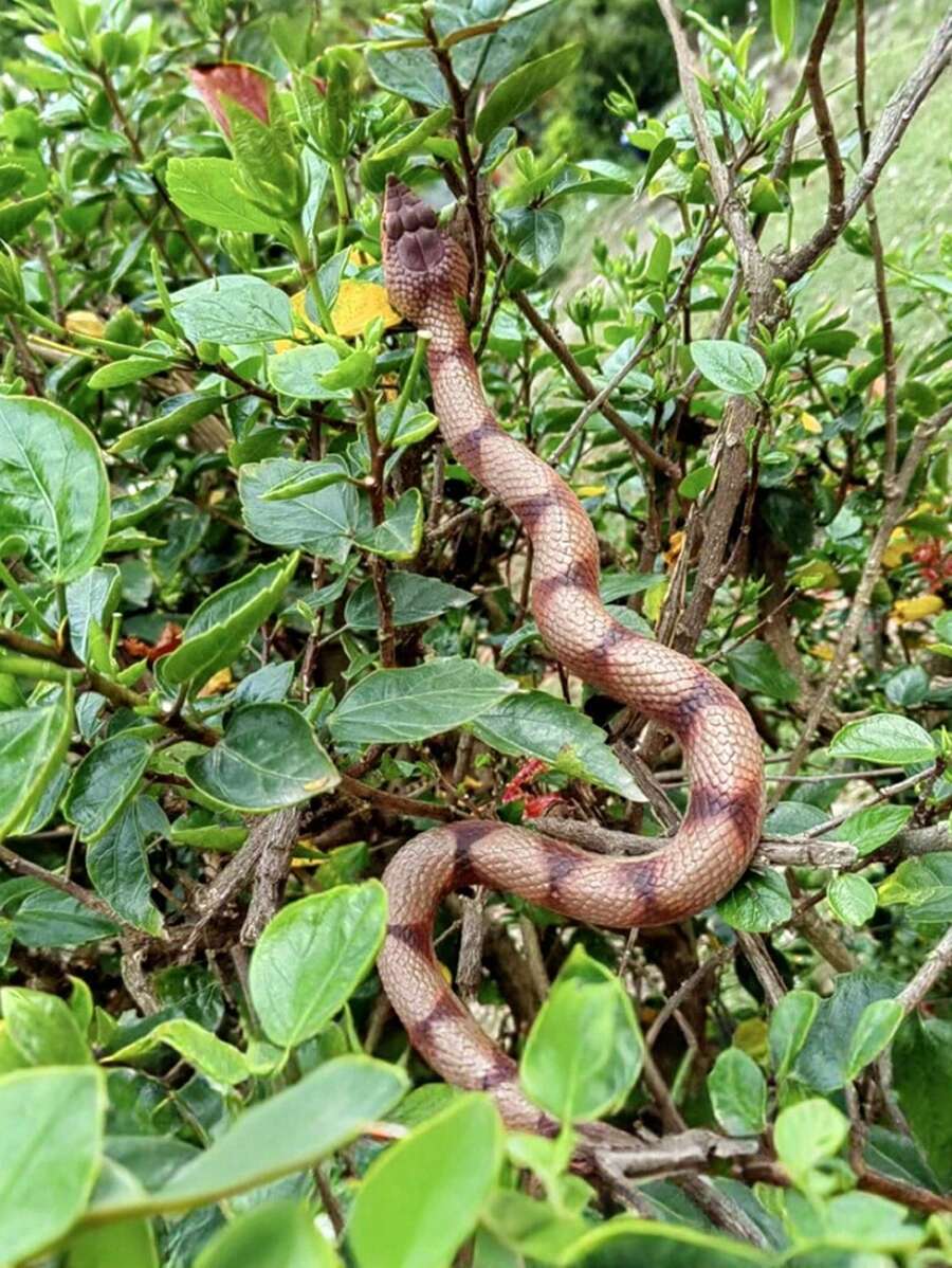 1pc Realistic Fake Snake Model, Five-Step Snake Lifelike Wild Animal ...