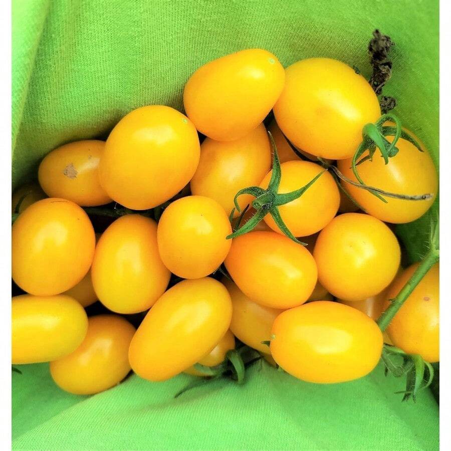 Yellow Grape Tomato Seeds - 300pcs - For 2024 Uncertain Orange Cherry ...