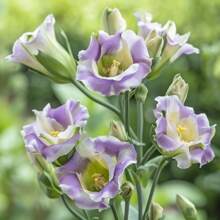 Mixed Lisianthus Flower Seeds For Planting 100 Pc, Lisianthus Seeds For ...