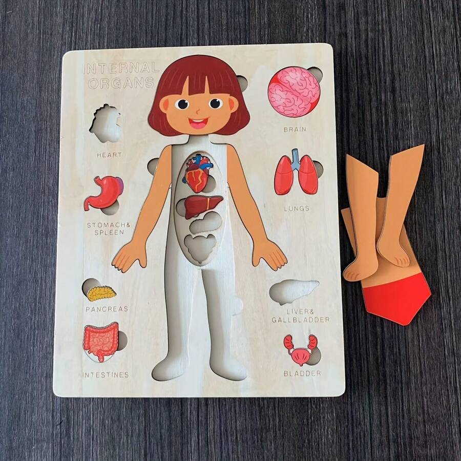 Wooden Human Body Puzzle For Kids, Educational Anatomy Toy, Creative ...