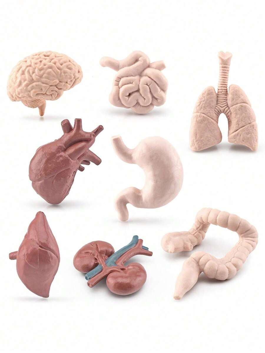 8pcs PVC Human Anatomy Models, Educational Artistic Figures, Static ...