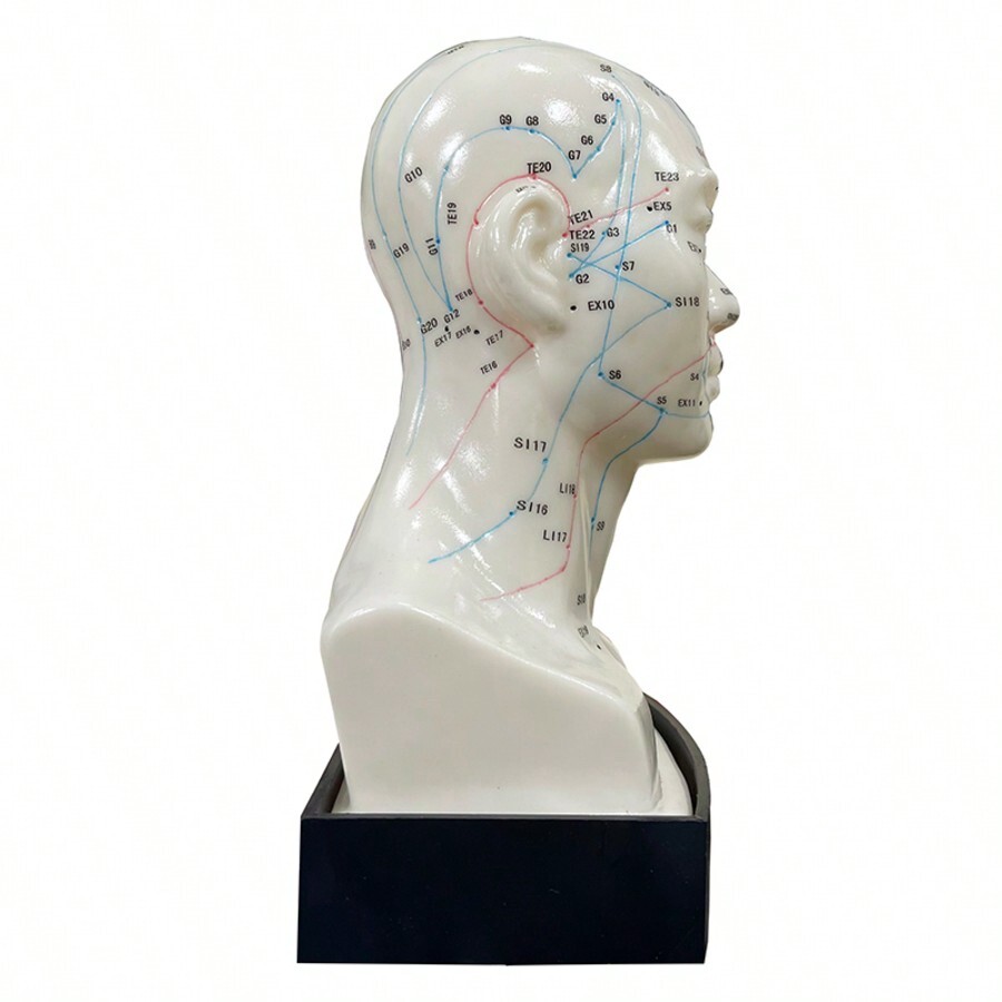 Head Acupuncture Model 20CM Chinese Traditional Medical High Definition ...