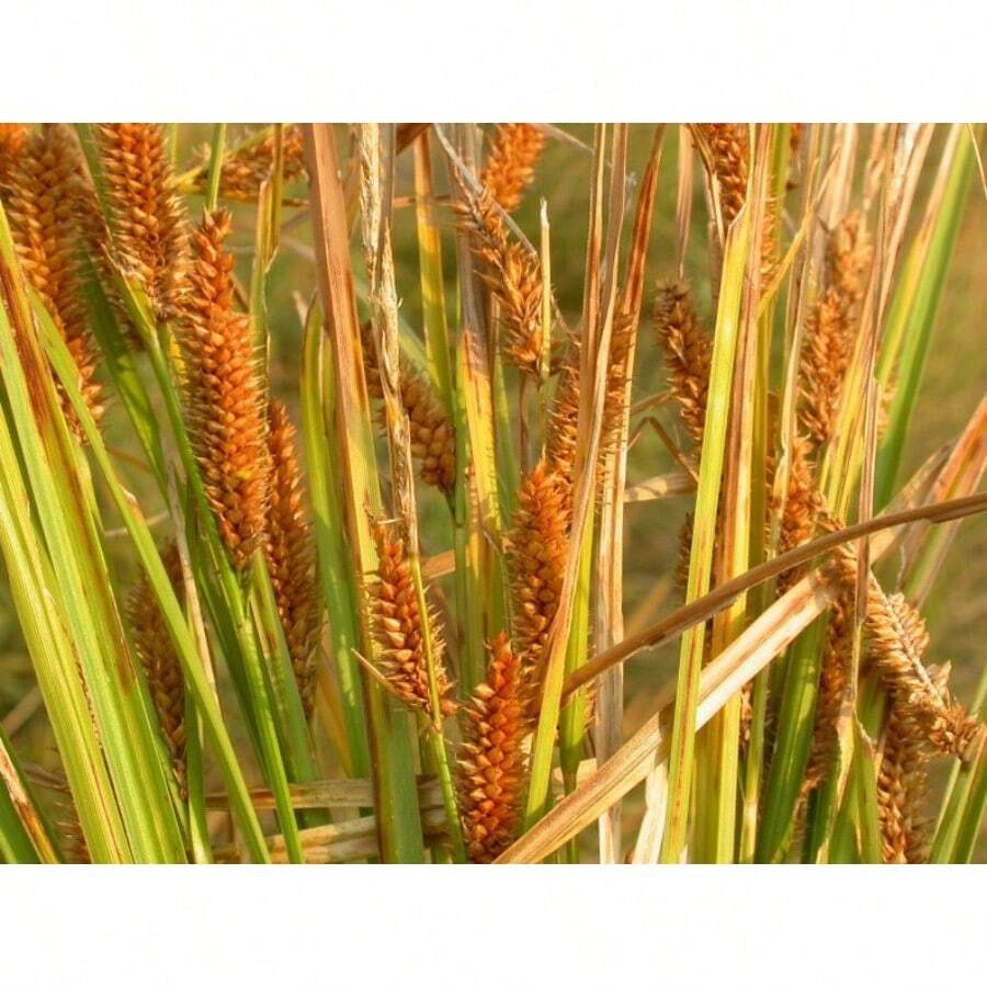 YELLOW LAKE SEDGE Seeds *Free Shipping!* Fresh & Organic Carex ...