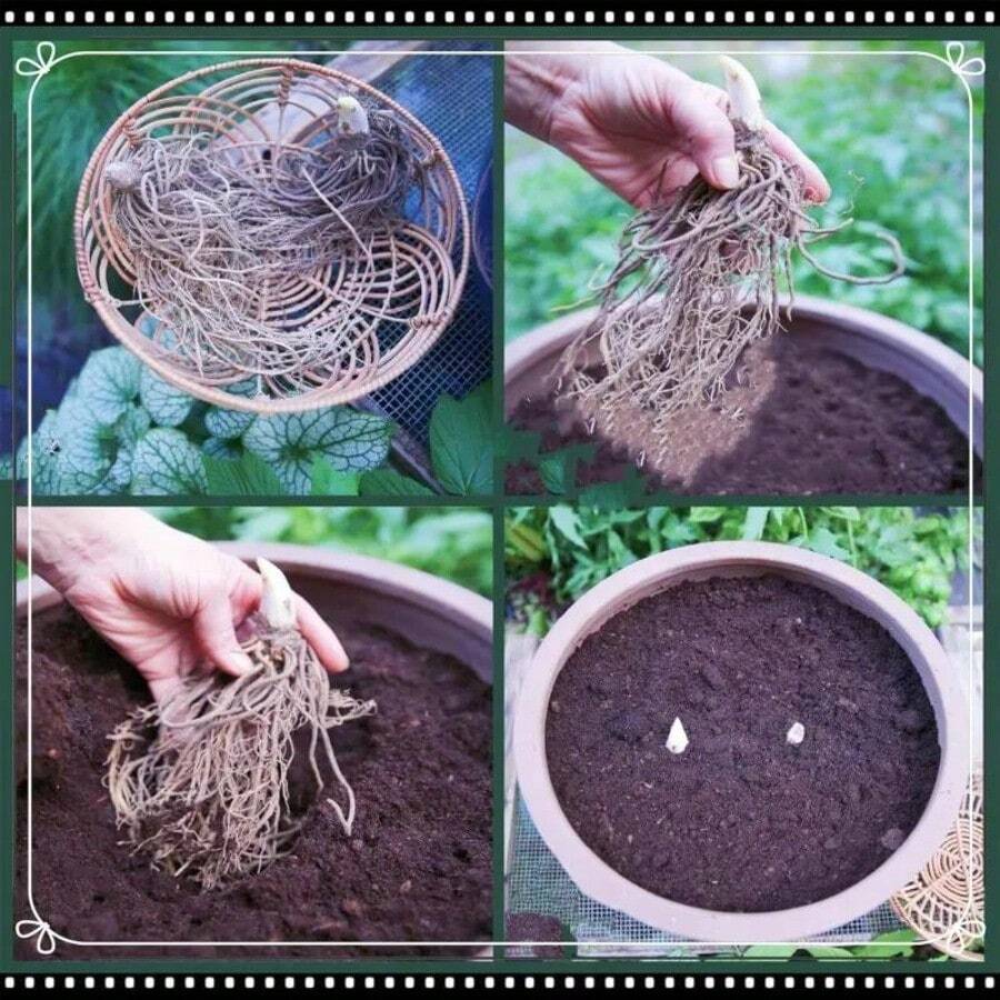 GARDEN Japanese Weeping Sakura Cherry Blossom Flower Tree Seeds Cold ...