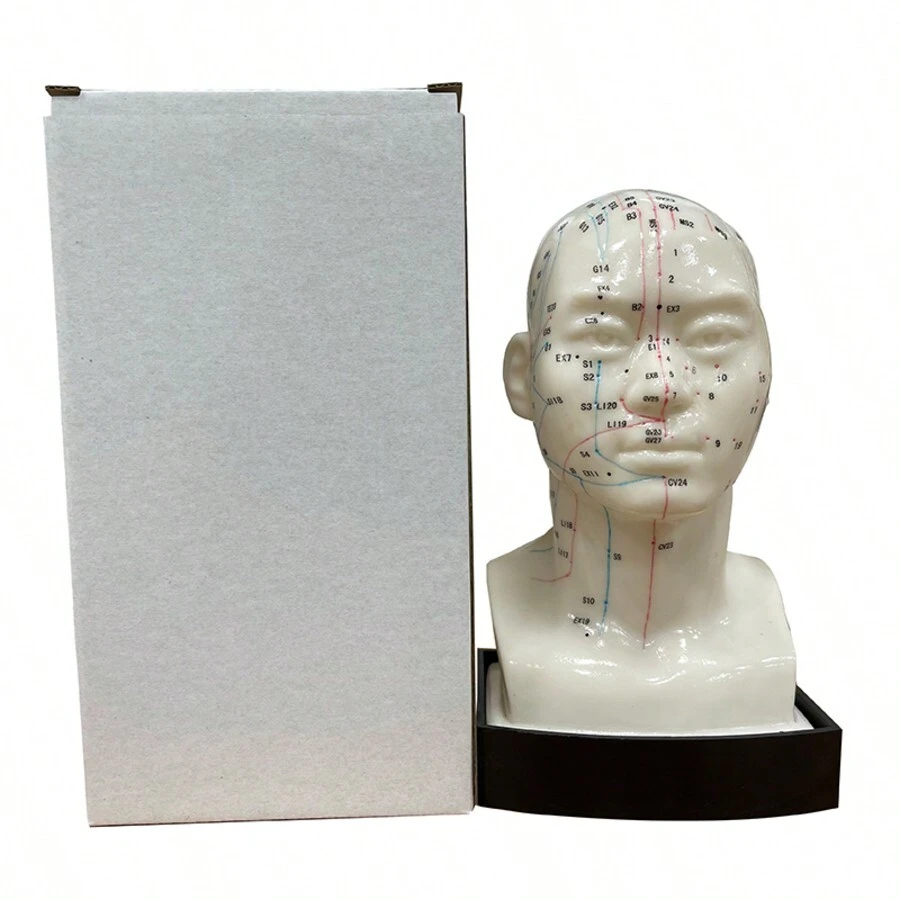Head Acupuncture Model 20CM Chinese Traditional Medical High Definition ...