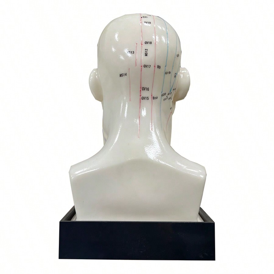 Head Acupuncture Model 20CM Chinese Traditional Medical High Definition ...