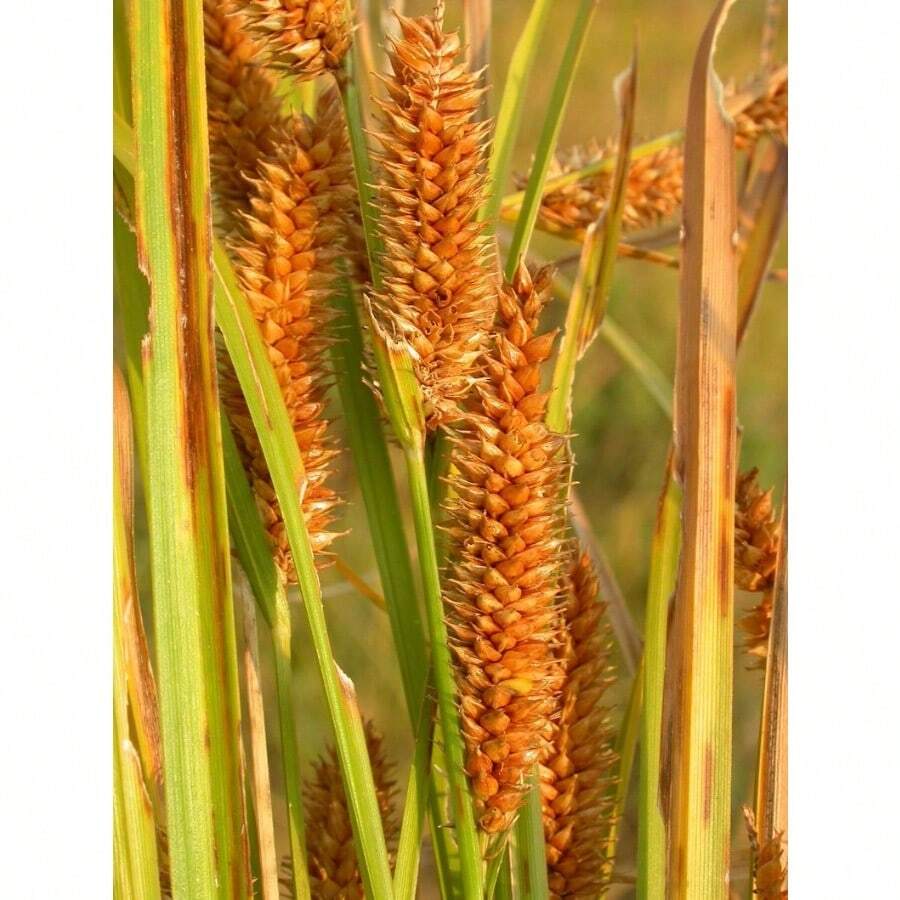 YELLOW LAKE SEDGE Seeds *Free Shipping!* Fresh & Organic Carex ...