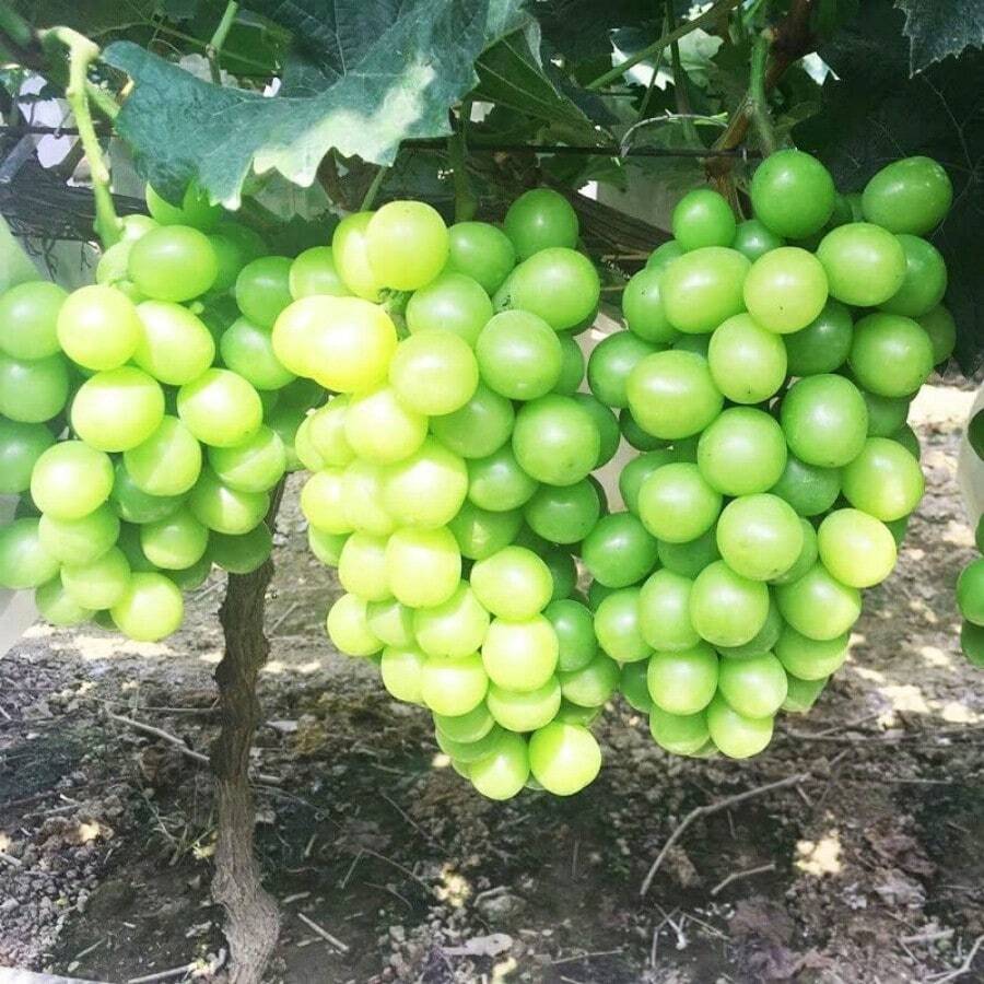 Easy-To-Grow Rare Grape Seeds, Grapevine Fruit Seed Mix Pack, Home ...