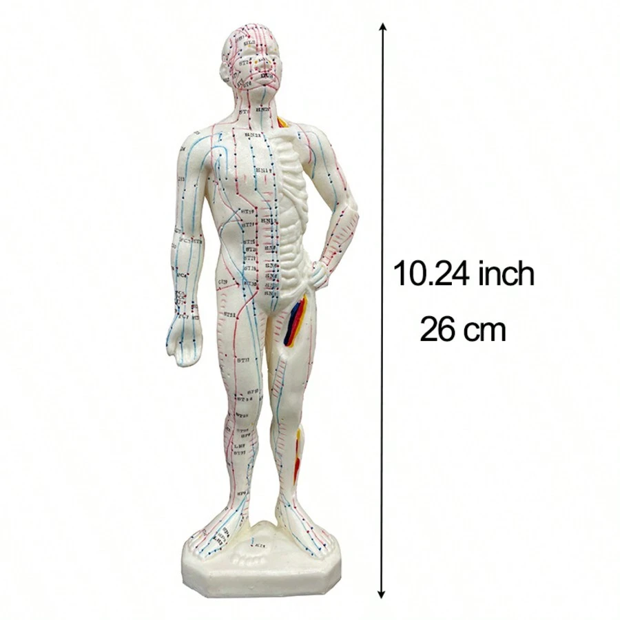 26cm Acupuncture Points Human Body Model Base Human Acupuncture ...