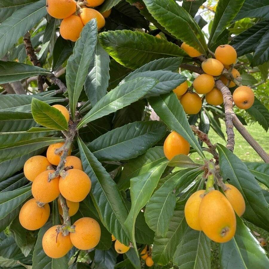 Loquat Shrub Seeds For Planting - Eriobotrya Japonica (10 Seeds) | SHEIN UK