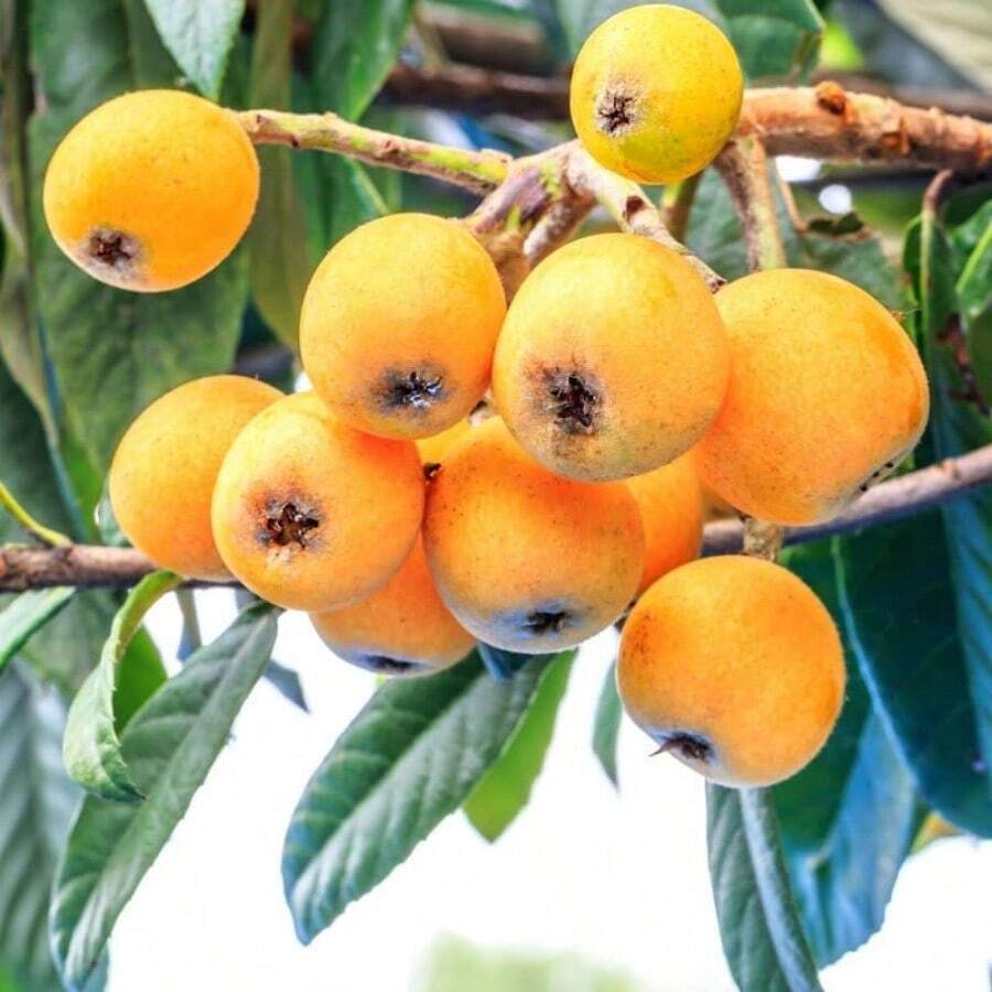 Loquat Shrub Seeds For Planting - Eriobotrya Japonica (10 Seeds) | SHEIN UK