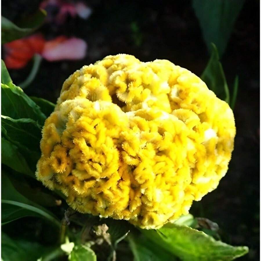 300 Giant Yellow Cockscomb Seeds Cockscomb Garden Forest Flowers ...