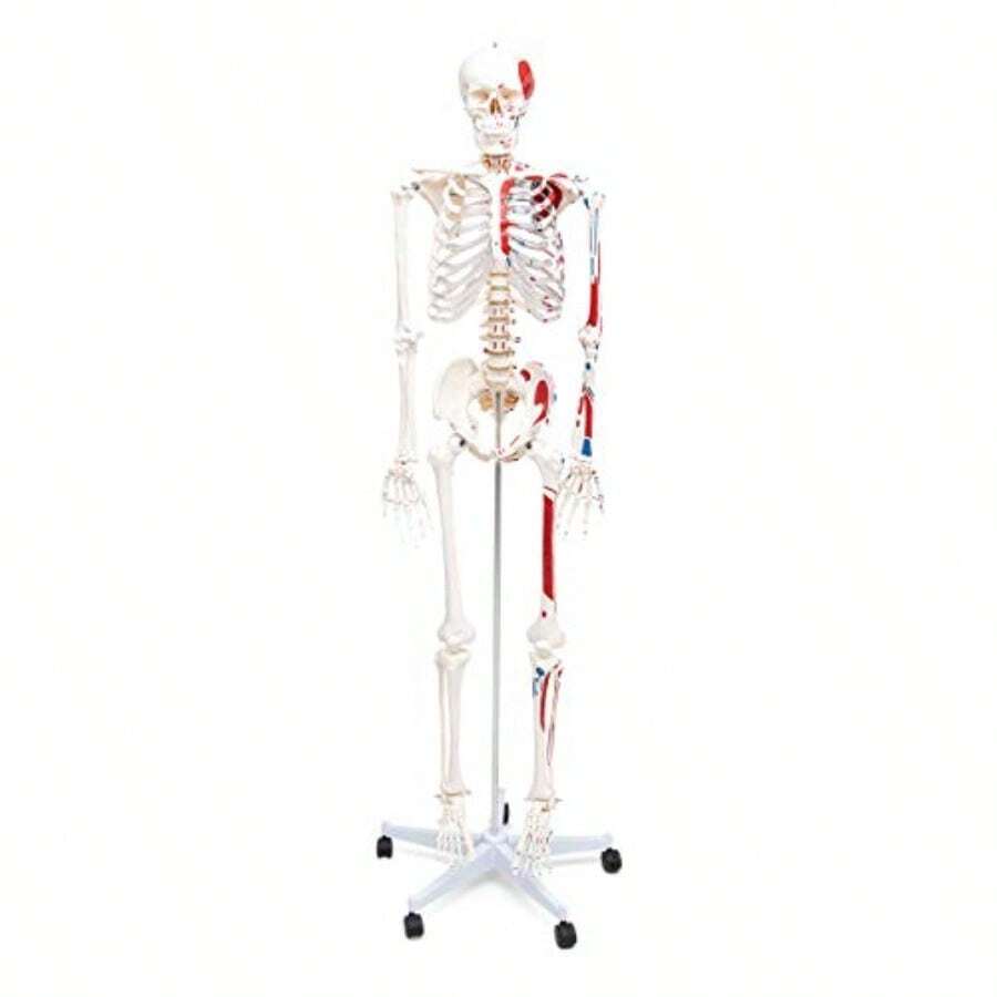 Life-Size 175 Cm Human Skeleton Model With Stand - Includes Two Anatomy ...