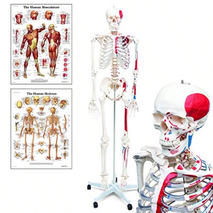 Life-Size 175 Cm Human Skeleton Model With Stand - Includes Two Anatomy ...