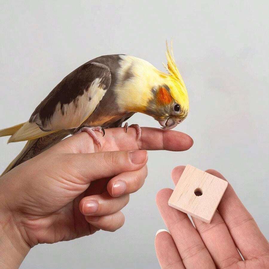 Parrot Toys 20 Pcs Wooden Blocks Bird Chewing Toy Parrot Bite Toys Bird ...