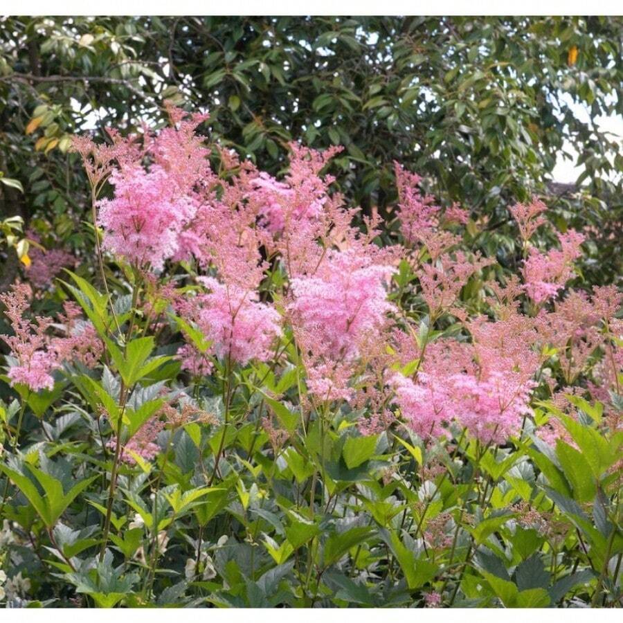 10 QUEEN Of THE PRAIRIE Pink Meadowsweet Filipendula Rubra Flower Seeds ...