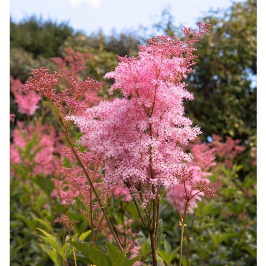10 QUEEN Of THE PRAIRIE Pink Meadowsweet Filipendula Rubra Flower Seeds ...