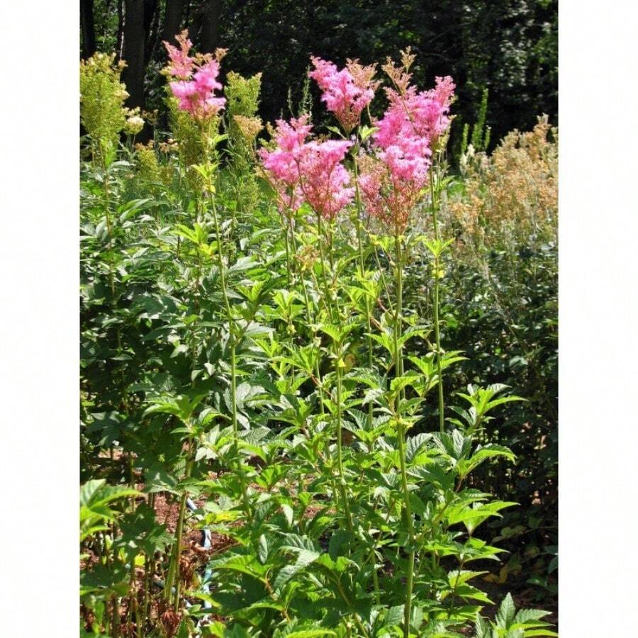 10 QUEEN Of THE PRAIRIE Pink Meadowsweet Filipendula Rubra Flower Seeds ...