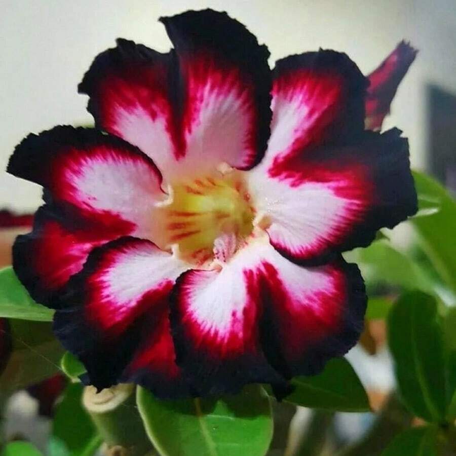 200 + Adenium Obesum Seeds Rare Tropical Exotic Plants Very Heat ...