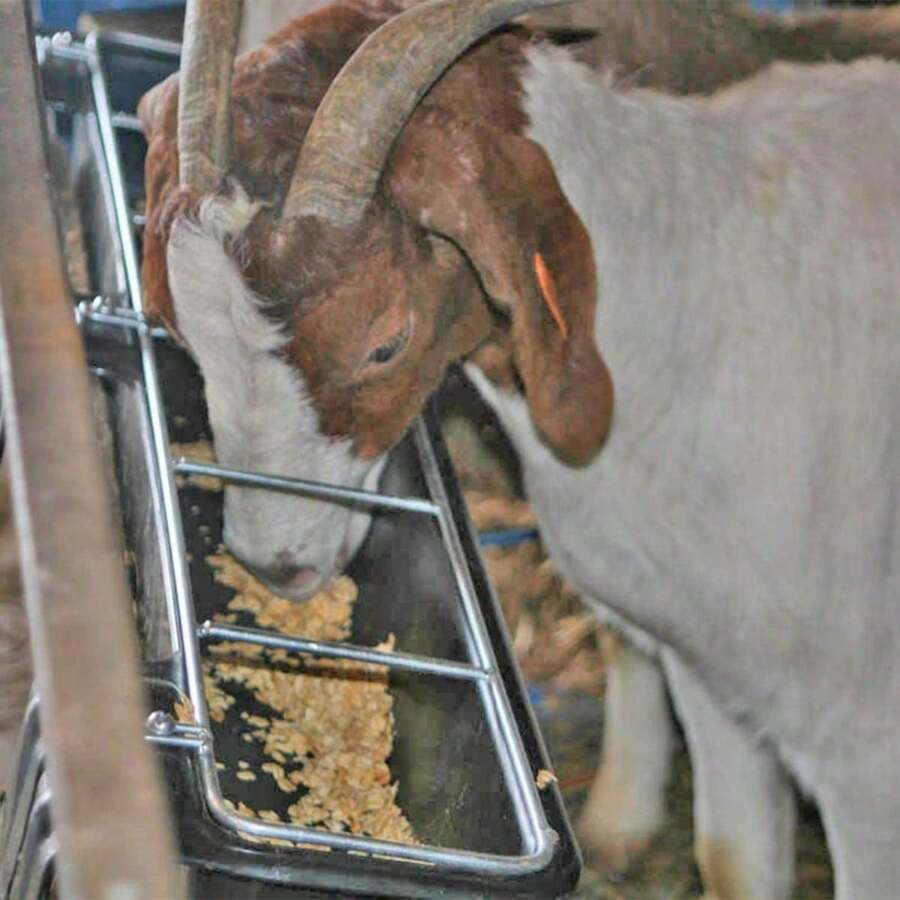 Hook Over Goat Trough Heavy Duty Galvanized Steel 9 Quart Feeder, Black ...