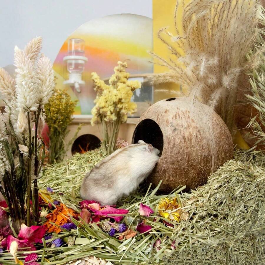 Coconut Hut Hamster House Bed For Gerbils Mice Small Animal Cage ...