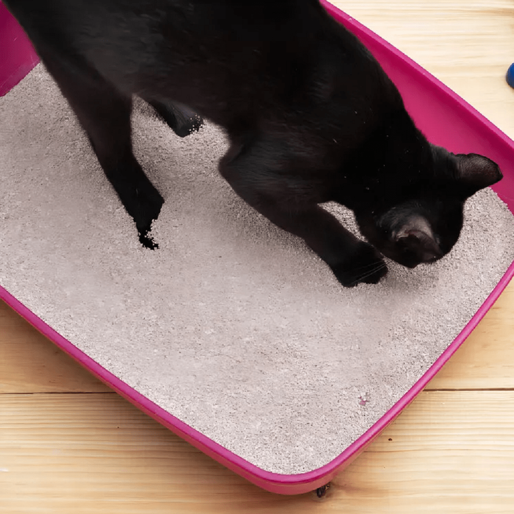 Areia Sanitária Higiênica para Gato Maxxi Cat 4 KG | SHEIN Brasil