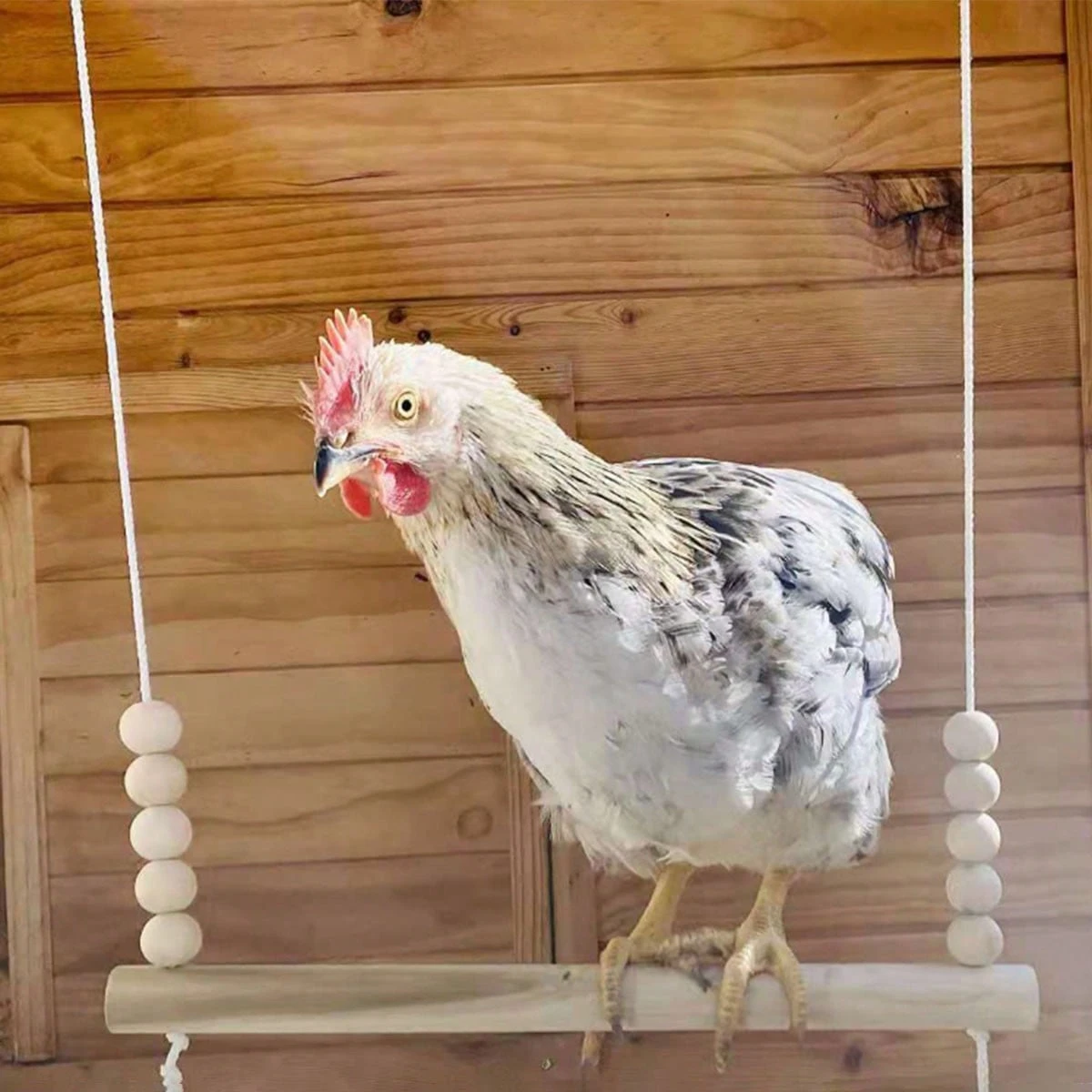 Chicken Perches, Perfect For Backyard Poultry, Chicken Perches For ...