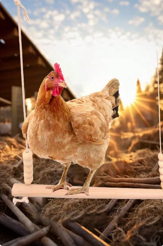 Chicken Perches, Perfect For Backyard Poultry, Chicken Perches For ...