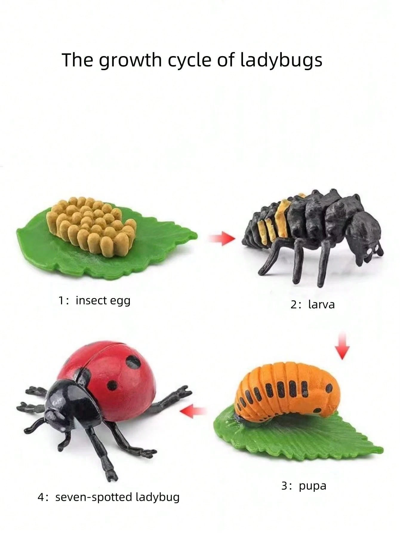 Modelo de ciclo de crecimiento de insectos educativo y cognitivo para ...