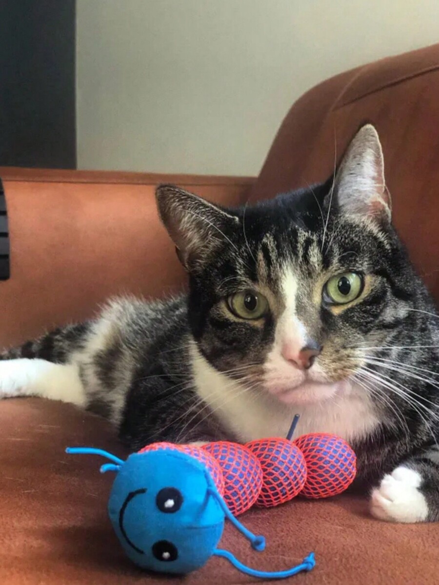 Cat Chewing Toys, Cat Cat Self-Amusement Toys, Interactive Self Playing ...