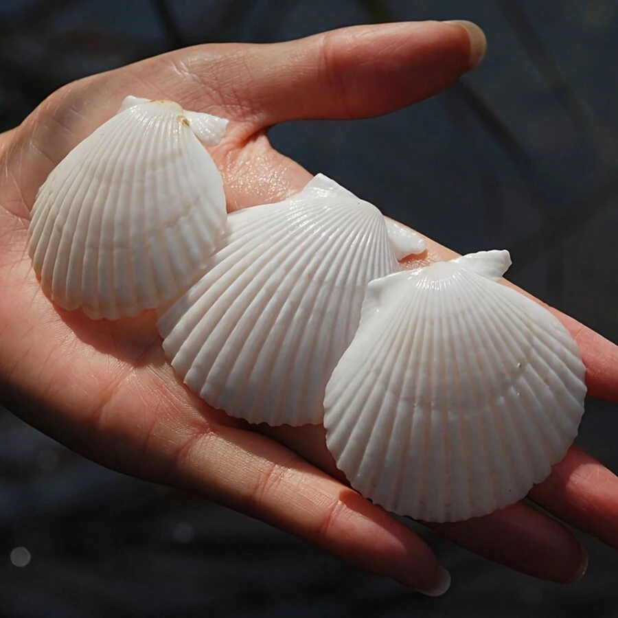 10pcs Scallop Shells - Realistic Aquarium Decorations For Fish Tank ...