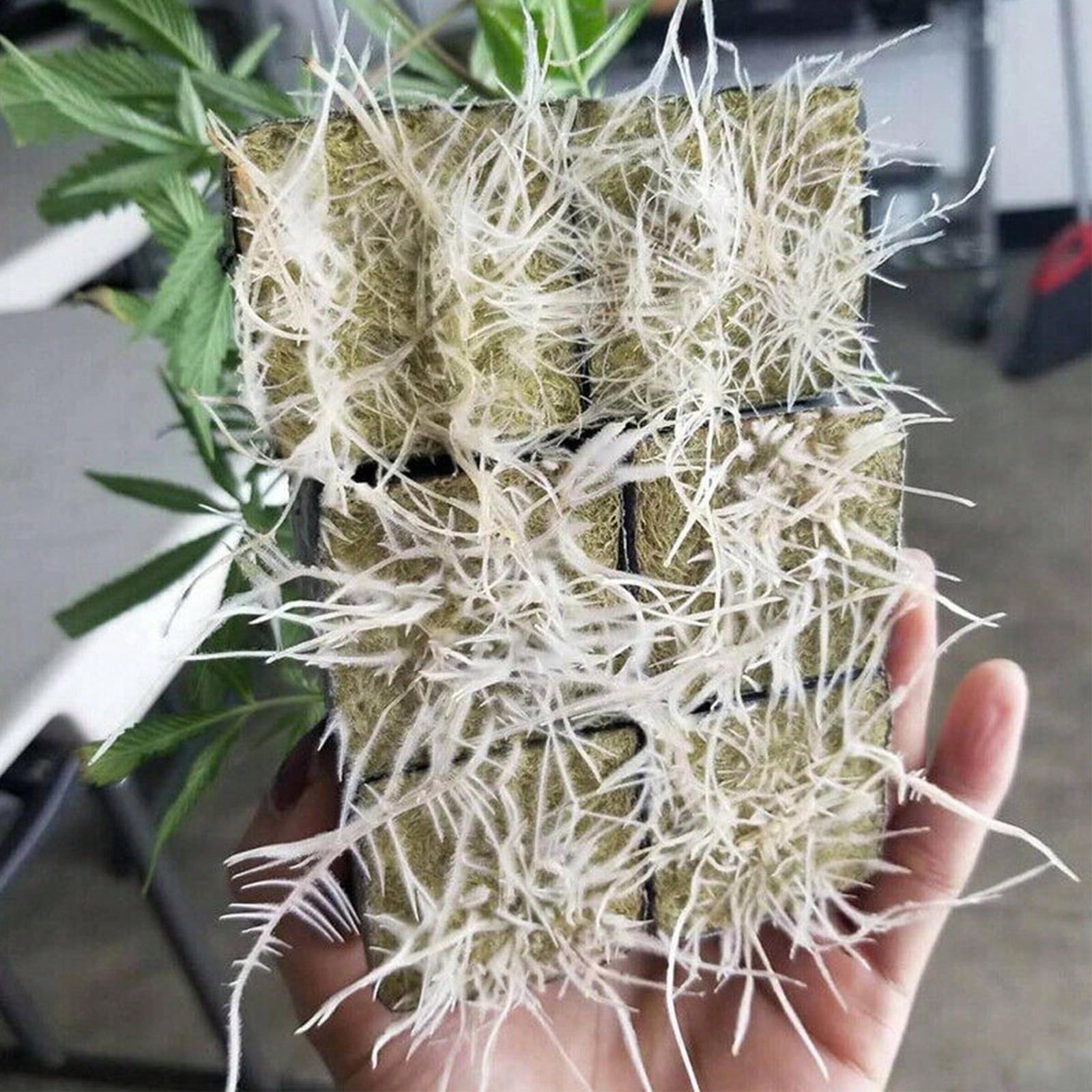 Seed Starting Plugs - Plant Growing Soil Blocks For Hydroponic Seedling ...