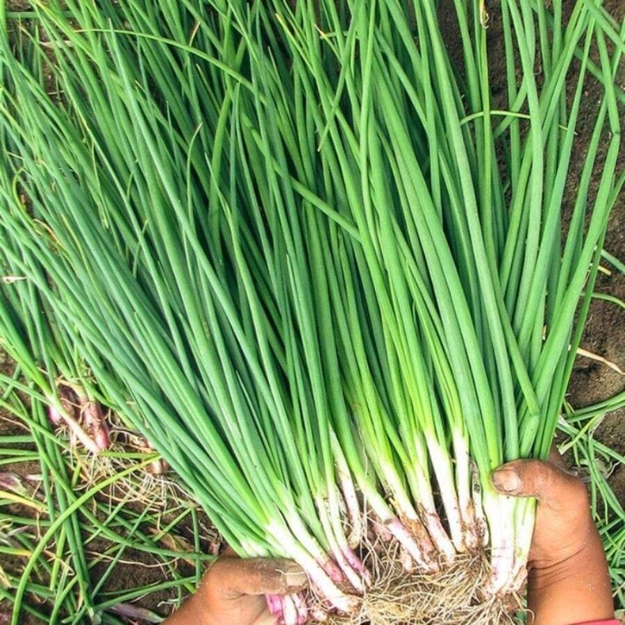 100 Seeds Vegetable Green Onion Seeds Spring Onion Seeds Green Onion ...