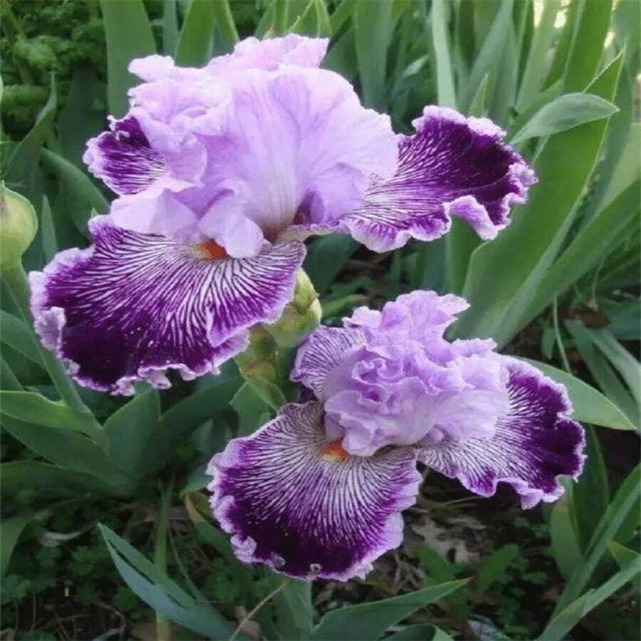 Iris Seed Professional Planting - Non-GMO Garden Planting Landscaping Iris Seed | SHEIN UK
