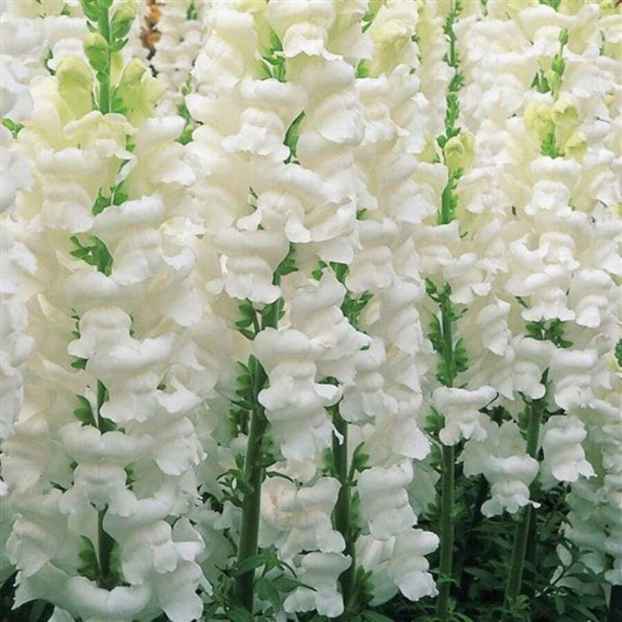 50 Snapdragon Seeds Snapdragon Opus Early White Cut Flower Seeds | SHEIN UK