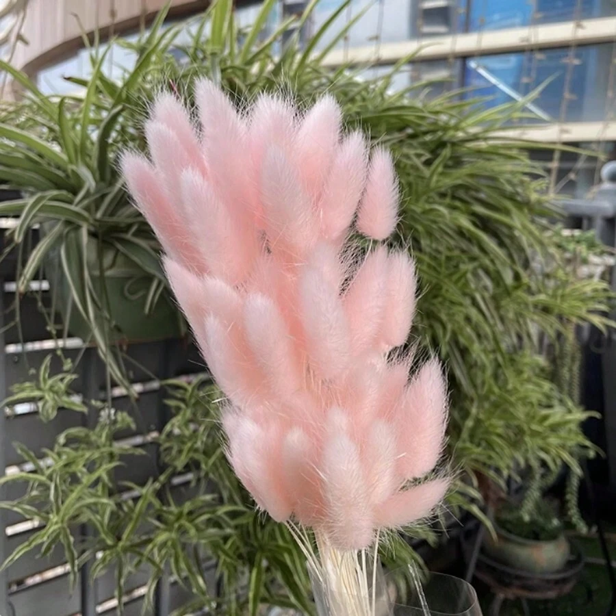 Dry Lagurus Ovatus Flowers Lagurus Ovatus Flower Bouquets Preserved ...