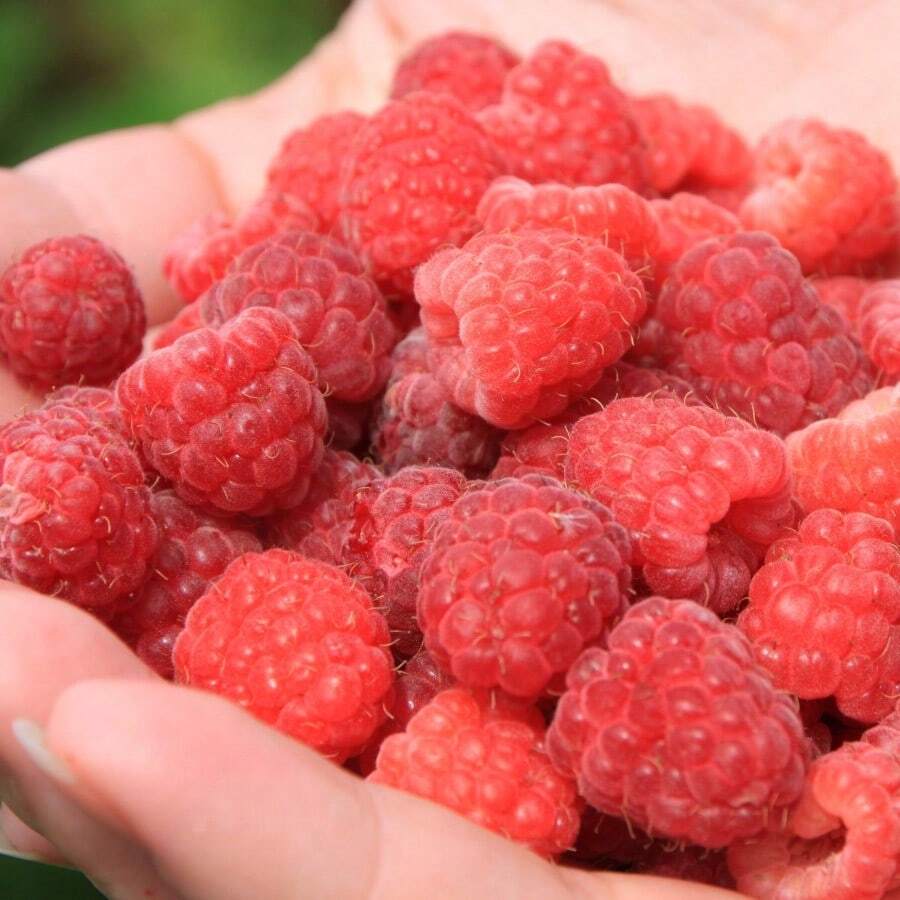Heritage Raspberry Seeds For Planting - Raspberry Seeds - Bare ...