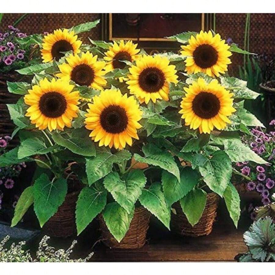 The Seeds Of Maverick SUPSEED 300 Rare Sunflower Seeds, Suitable For ...