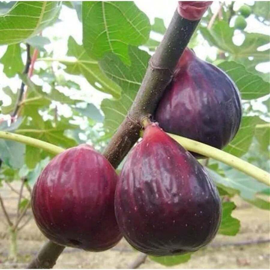 Figs Seeds Sweet Fresh Viable Seeds Cold Tolerant & Decadent Fruits ...