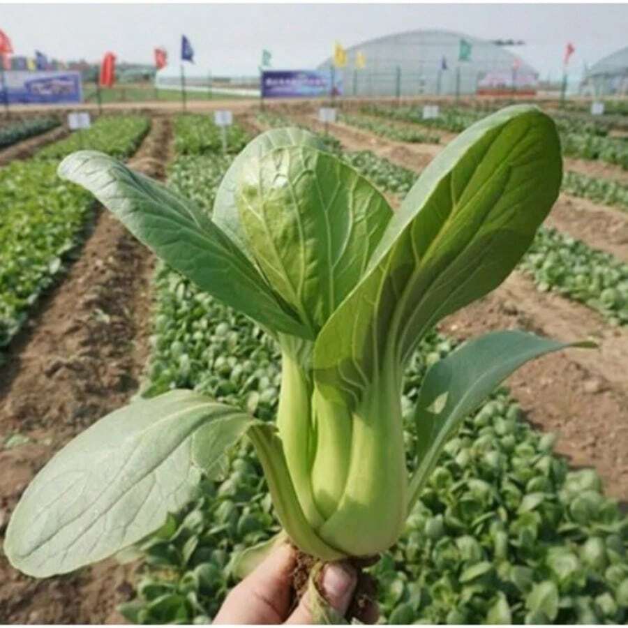 Easy Cultivating High Germination Rate SUPER PREMIUM PACK Bok Choy ...