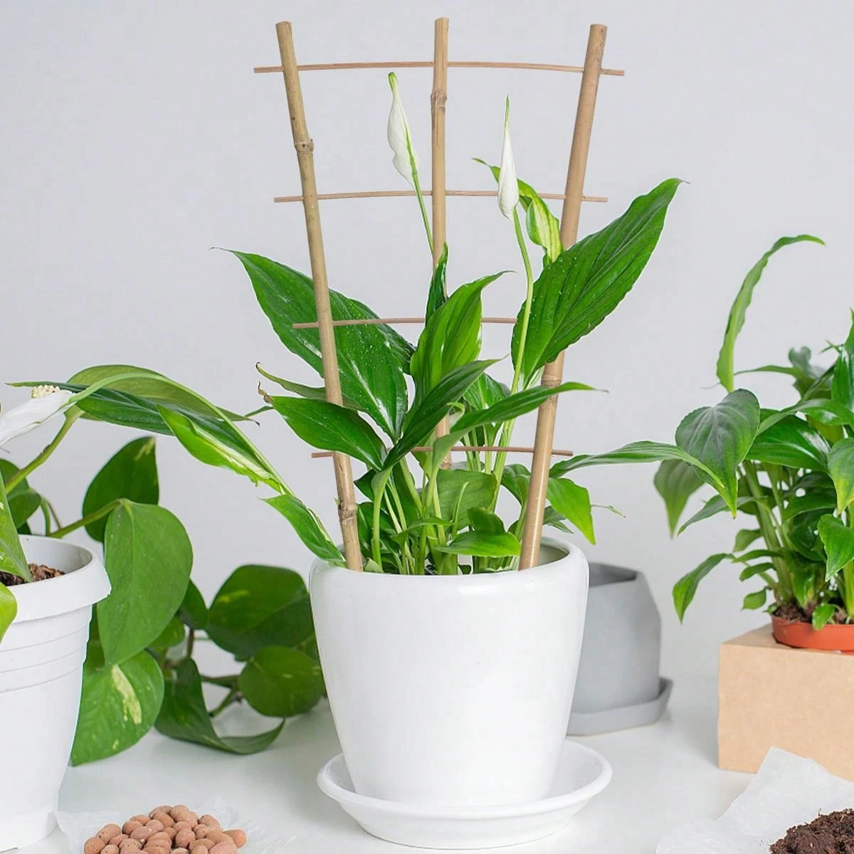 6 piezas Soporte de enrejado en forma de abanico de bambú Mini con ...