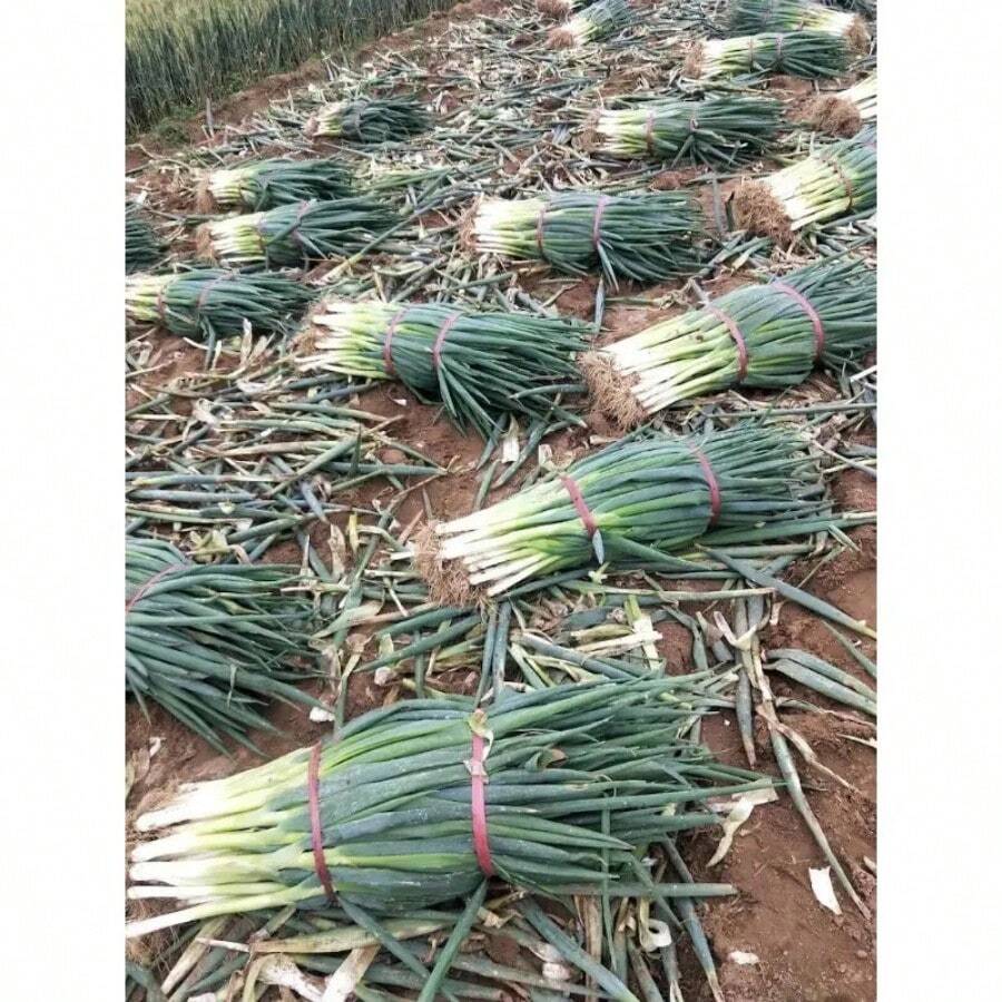 Fast Growing Green Chinese Onion Seedling Seeds Four Seasons Spring ...
