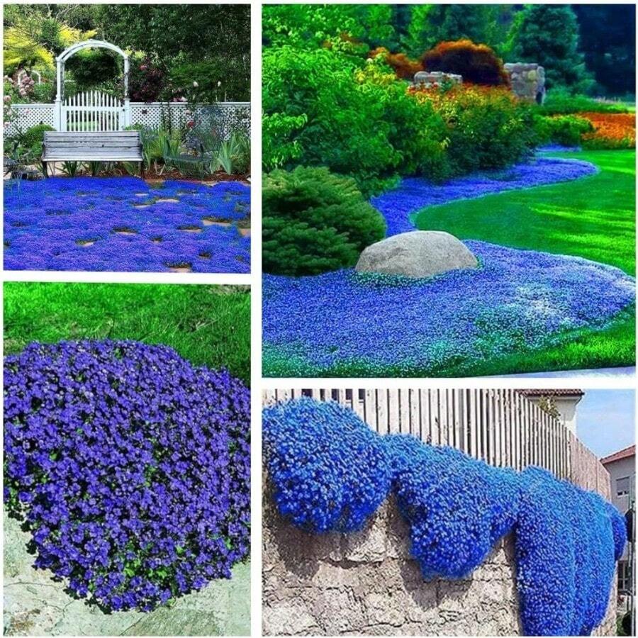 Magic Creeping Thyme Seeds - 5000 Creeping Thyme Seeds Dwarf Ground ...