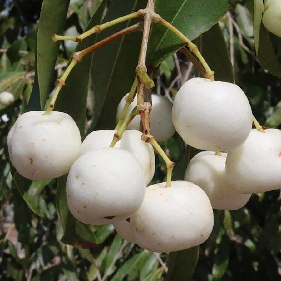 Gardening 100 Rare White Apple Fruit Seeds For Planting A Sweet Uicy ...