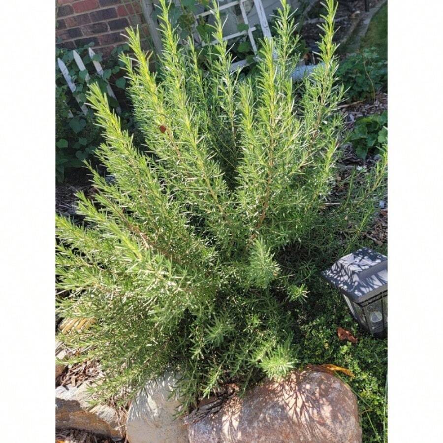 Rosemary, Perennial Herb Seed Packet | SHEIN UK