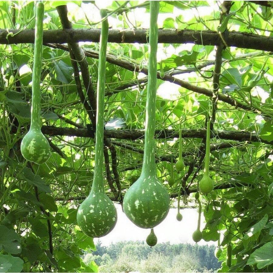 NC Heirloom Gourd Seeds - Long Handled Dipper Gourd - Non GMO ...