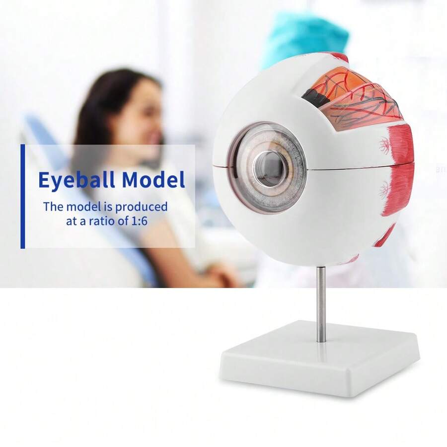 Modello di anatomia dell'occhio, modello di bulbo oculare ingrandito 6X ...