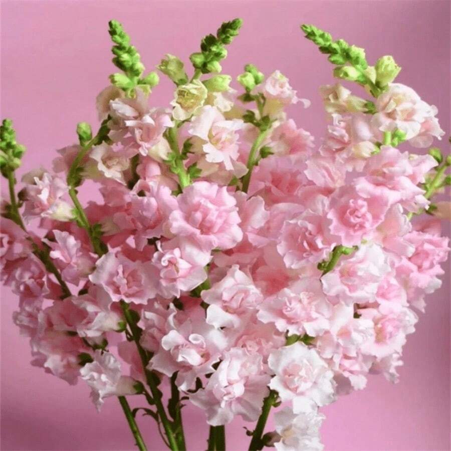 Snapdragon (Goldfish Dragon Flower)Seed Mix For Planting Dragon Flowers ...