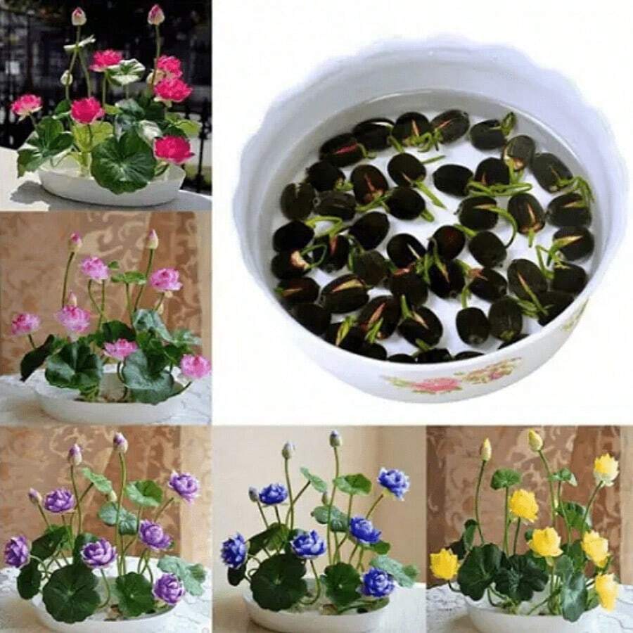 35 Mixed Pink, Red & Green Color Bowl Lotus Seeds For Planting Beautiful Water Plants For Indoor ...